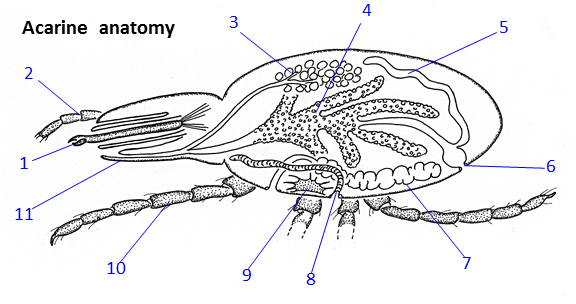 Types of Mites, Their Habitat & Species | Sterifab | Bed Bug Blog