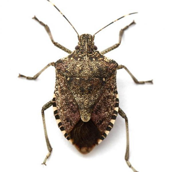 Winter Bugs and How to Get Rid of Them | Sterifab | Bed Bug Blog