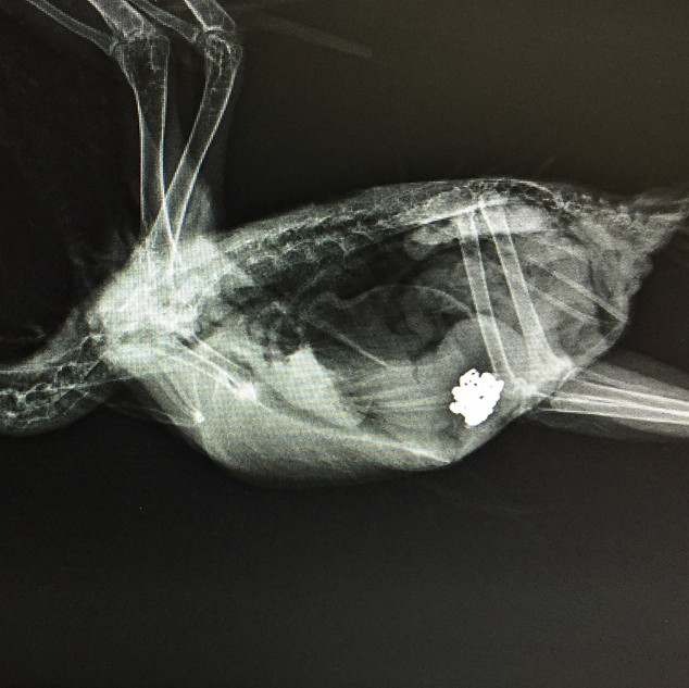 Computed Radiography for Exotic Pets | Long Island Bird & Exotics Vet