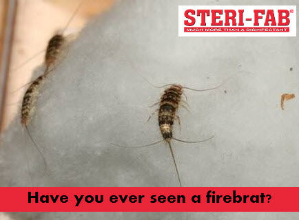 Firebrats: The Household Pest You Should Know About | Sterifab | Bed ...
