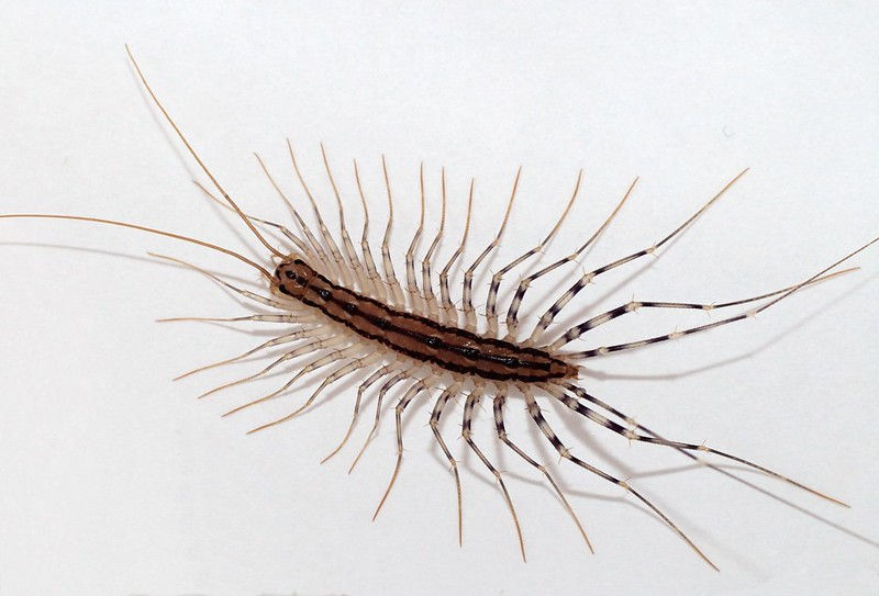 House Centipede Larva
