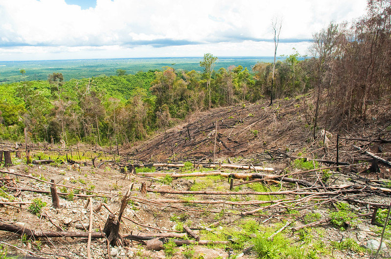 Illegal Logging Detection and Prediction (ILDAP)