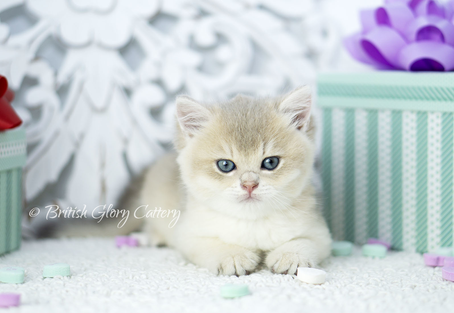 AVAILABLE KITTENS | United States | British Glory Cattery