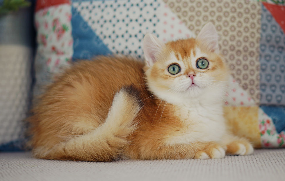 AVAILABLE KITTENS| United States | British Glory Cattery
