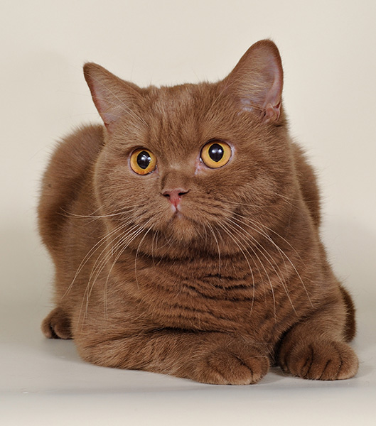 The colors of British cats