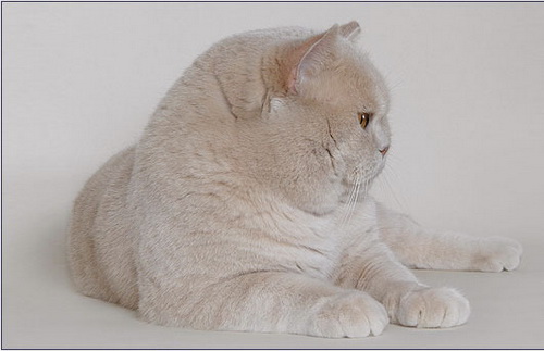 The colors of British cats