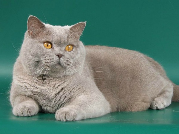 The colors of British cats