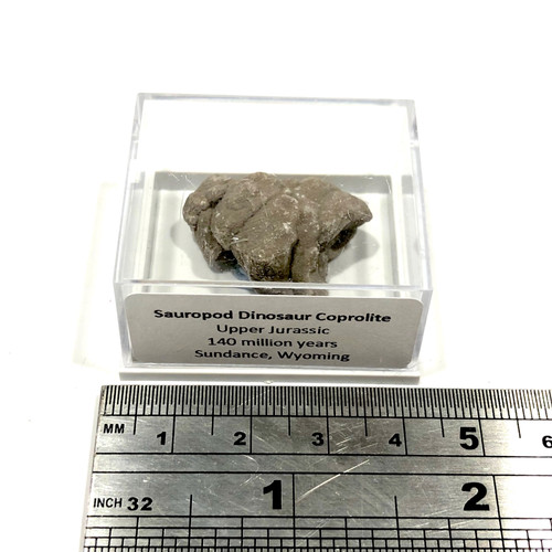 Sauropod Coprolite | organikagems