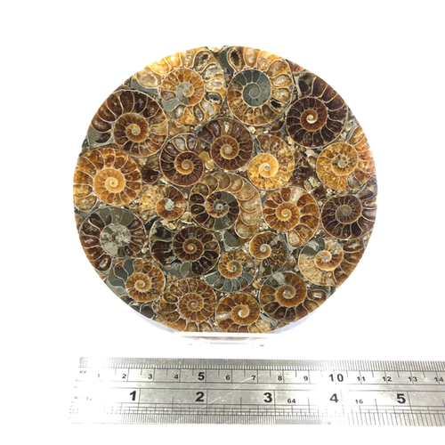 Small Ammonite Display Plate | organikagems