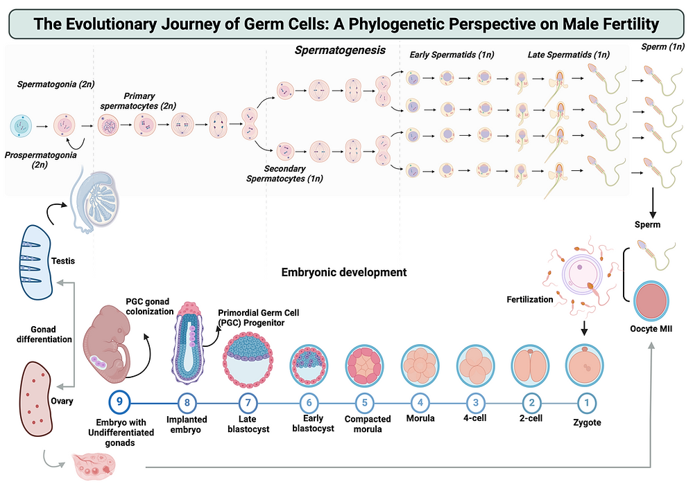 Giassetti Lab | spermatogenesis | discover the hidden and evolutionary ...