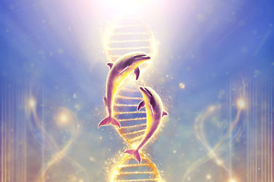 Free Meditation | Inner Dolphin