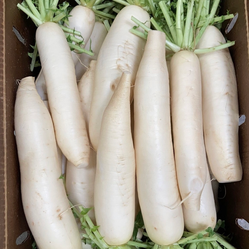 Japanese Daikon Radish 40# | Split Box Produce