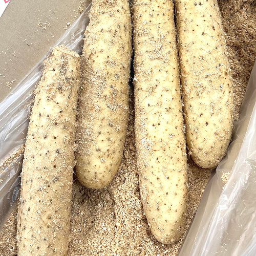 Nagaimo - Japanese Mountain Yam 22# | Split Box Produce