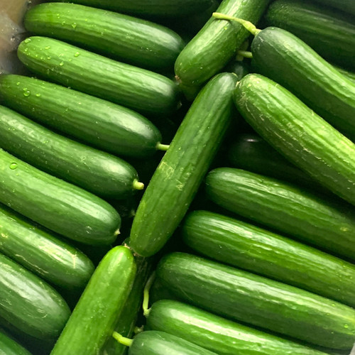 Persian Cucumbers - Fancy | Split Box Produce
