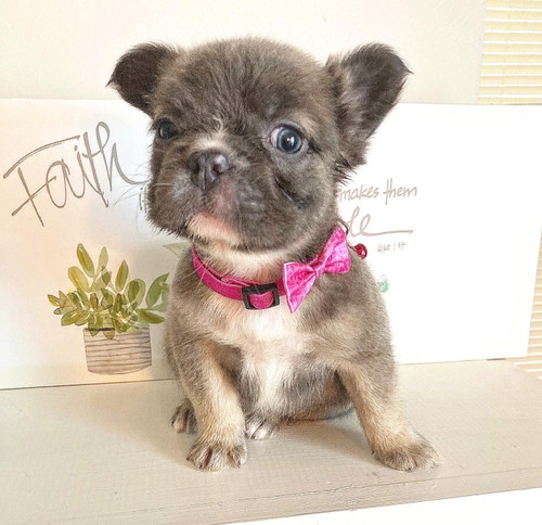 "Purdy" Blue sable full fluffy girl | SilverbloodFrenchies