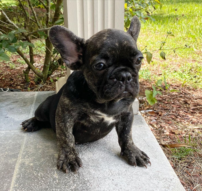 PUPPIES | Silverblood Frenchies blue, merle, isabella fluffy french ...