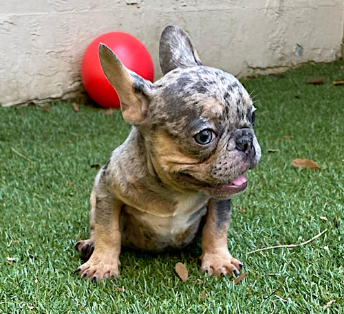 Small Blue and tan Merle boy | SilverbloodFrenchies