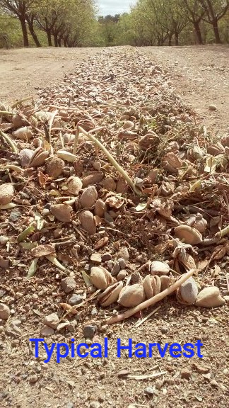 Are Unpasteurized Raw Almonds Safe to Eat?