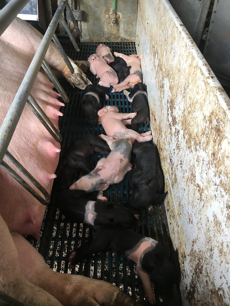 What is farrowing?