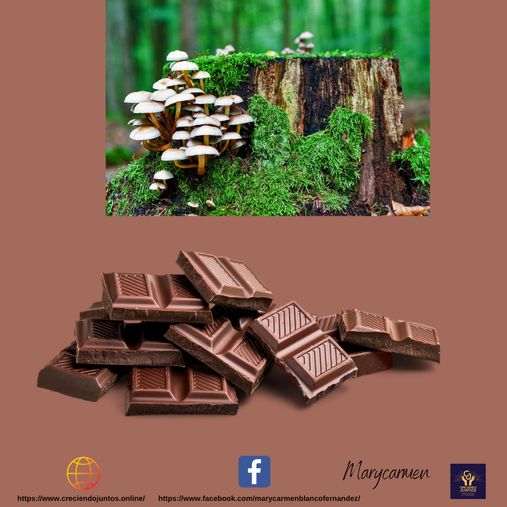 Chocohongos, droga de moda y de fácil acceso cuyo consumo incitaría al ...