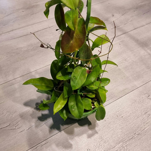 Hoya dimorpha | Plant & Interieur