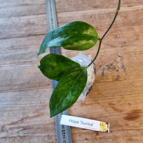 Hoya 'Surisa' | Plant & Interieur