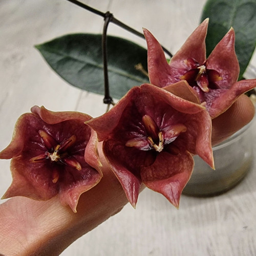 Hoya megalaster | Plant & Interieur