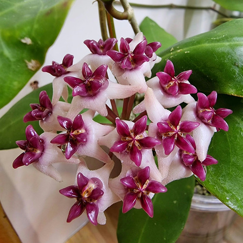 Hoya 'Patricia' | Plant & Interieur