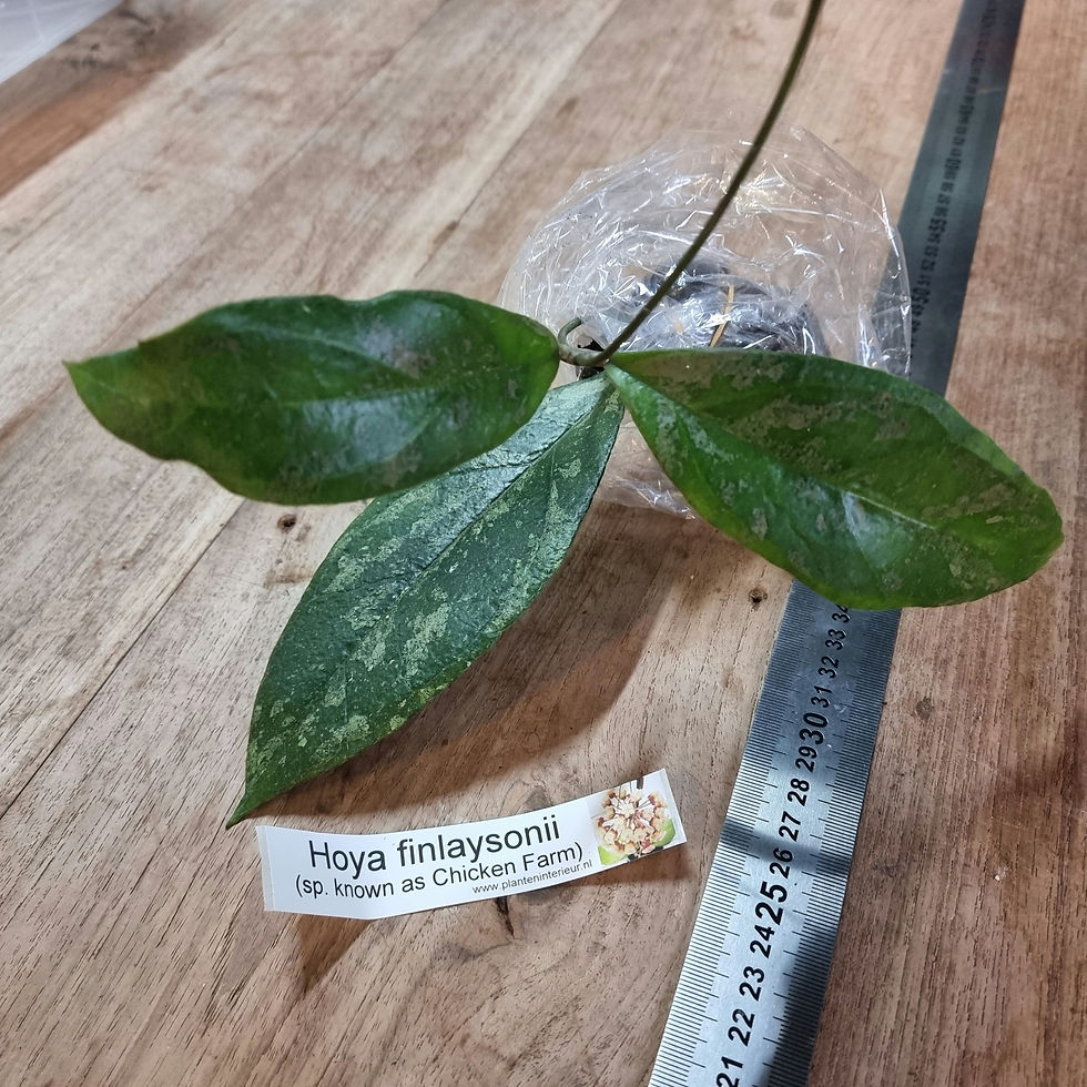 Hoya finlaysonii (sp. known as Chicken Farm) | Plant & Interieur