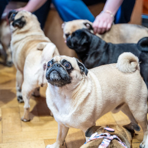 Manchester | CuppaPug