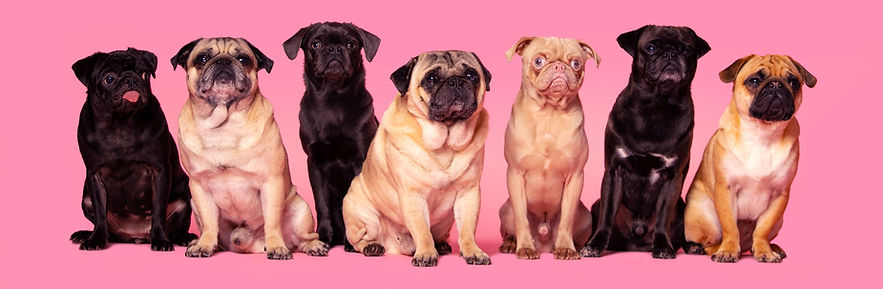 Cuppapug | Pug themed Cafe | London