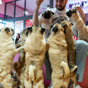 Manchester | CuppaPug