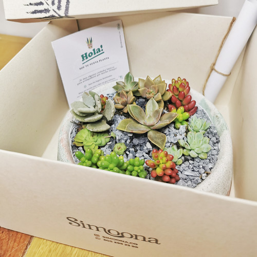 Terrario piedra viva | Simoona.co