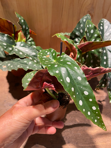 Begonia maculata mini | EveryVert