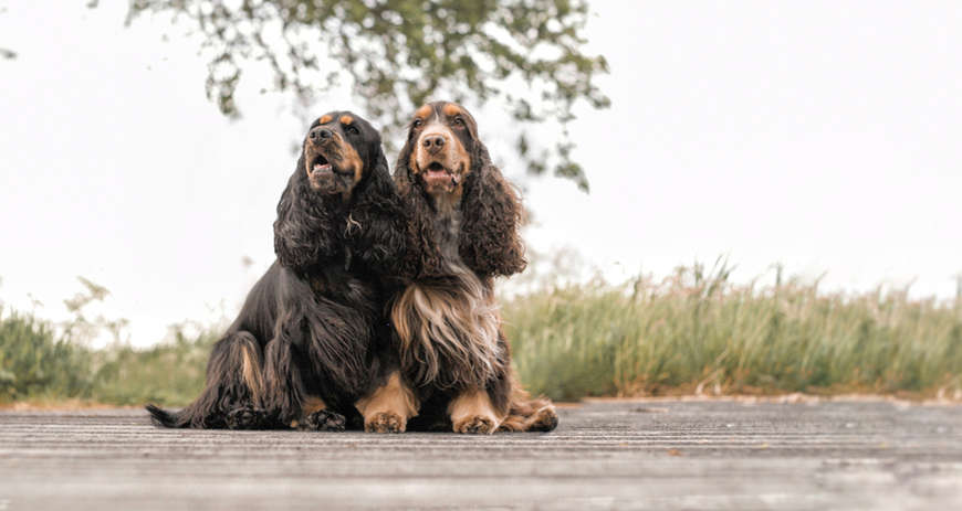 English Cocker Spaniel Kennel | Ad Vitam Amicus | Småland