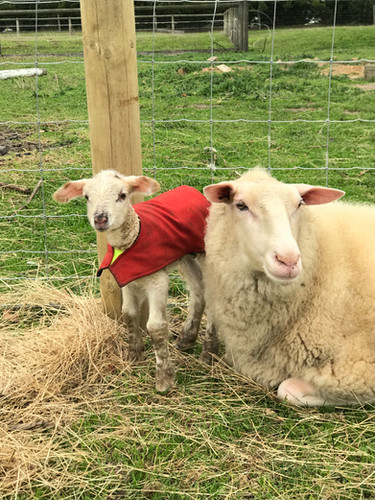 Lamb Allrounder 4 Multisize 1xPouch for Heat Pad,3xAllrounders