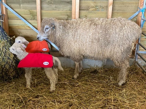 Buy a Premium Lamb Rugs with Pouch For Heat Pads | ICU Animal Rugs