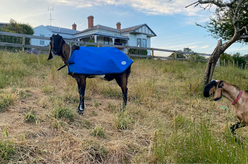 Buy a Premium Goat Rug - Canvas with Leg Straps | ICU Animal Rugs