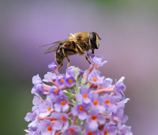 How to Encourage Pollinating Bees Into Your Garden | OGN Daily