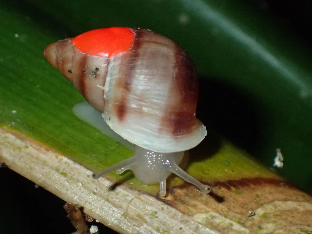 Scientists Reintroduce Snails to Polynesian Islands | OGN Daily