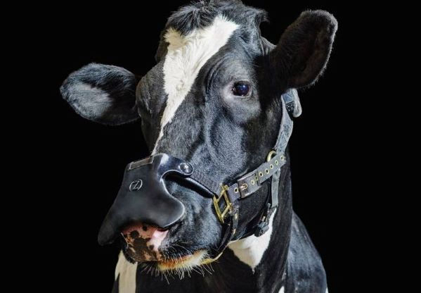 Burp-Catching Mask for Cows to Slow Climate Change