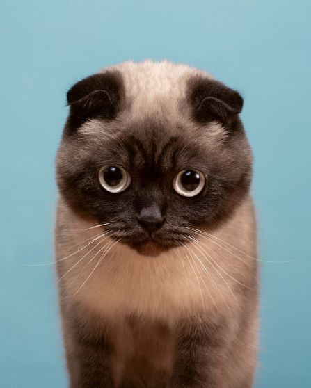 Uncanny Cat Lookalikes