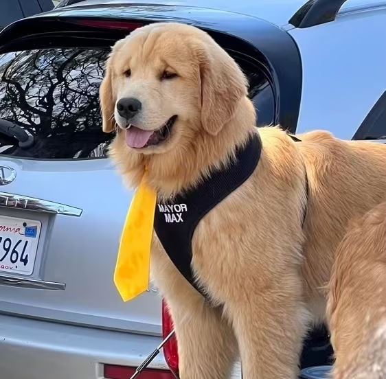 Vote Buying Gets Golden Retriever Elected Mayor | OGN Daily