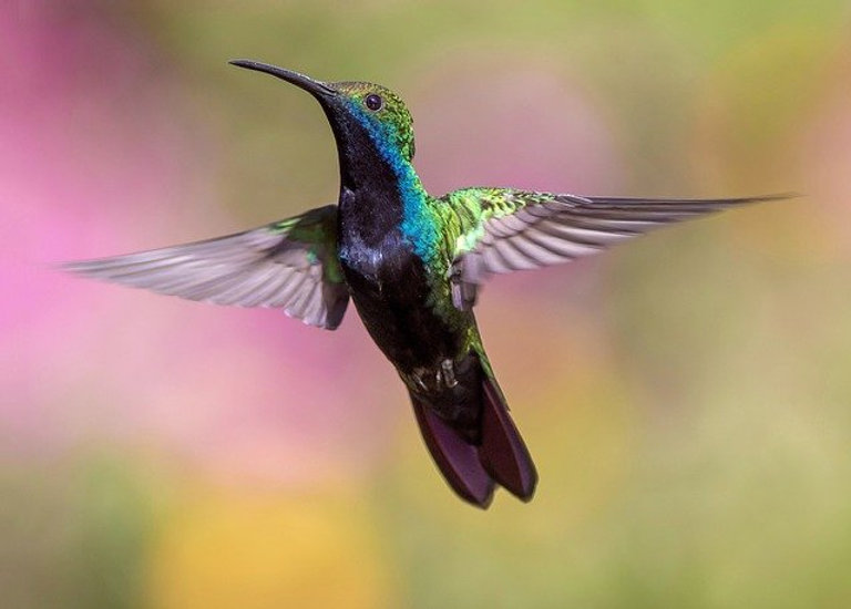 Why do Hummingbirds Hum? | OGN Daily