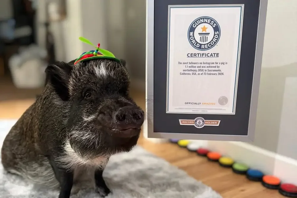Mini Vietnamese Potbelly Pig Awarded Instagram World Record | OGN Daily