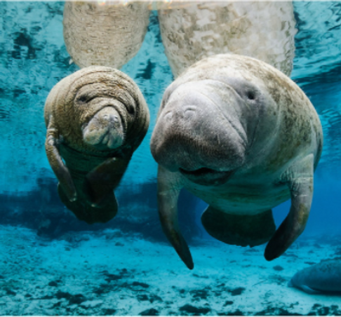Manatee Appreciation Day