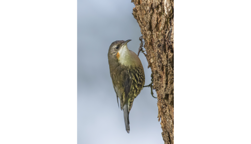 White-throated Treecreeper | Our Local Birds