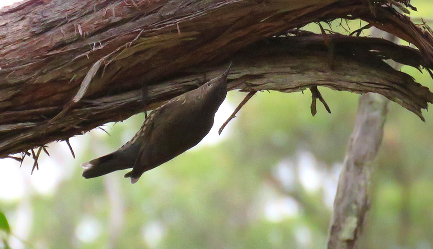 White-throated Treecreeper | Our Local Birds