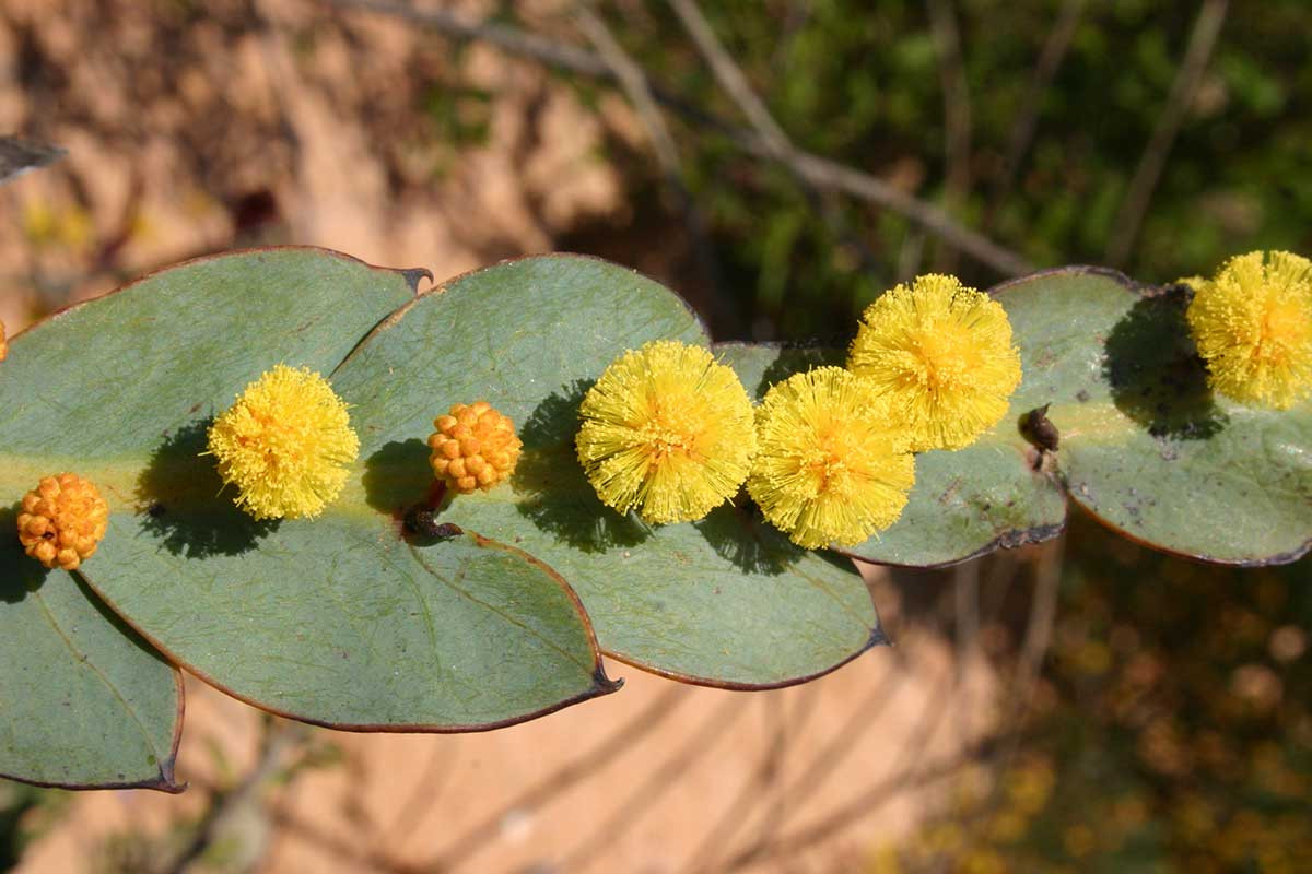 Events | Esperance Wildflower Festival | Esperance