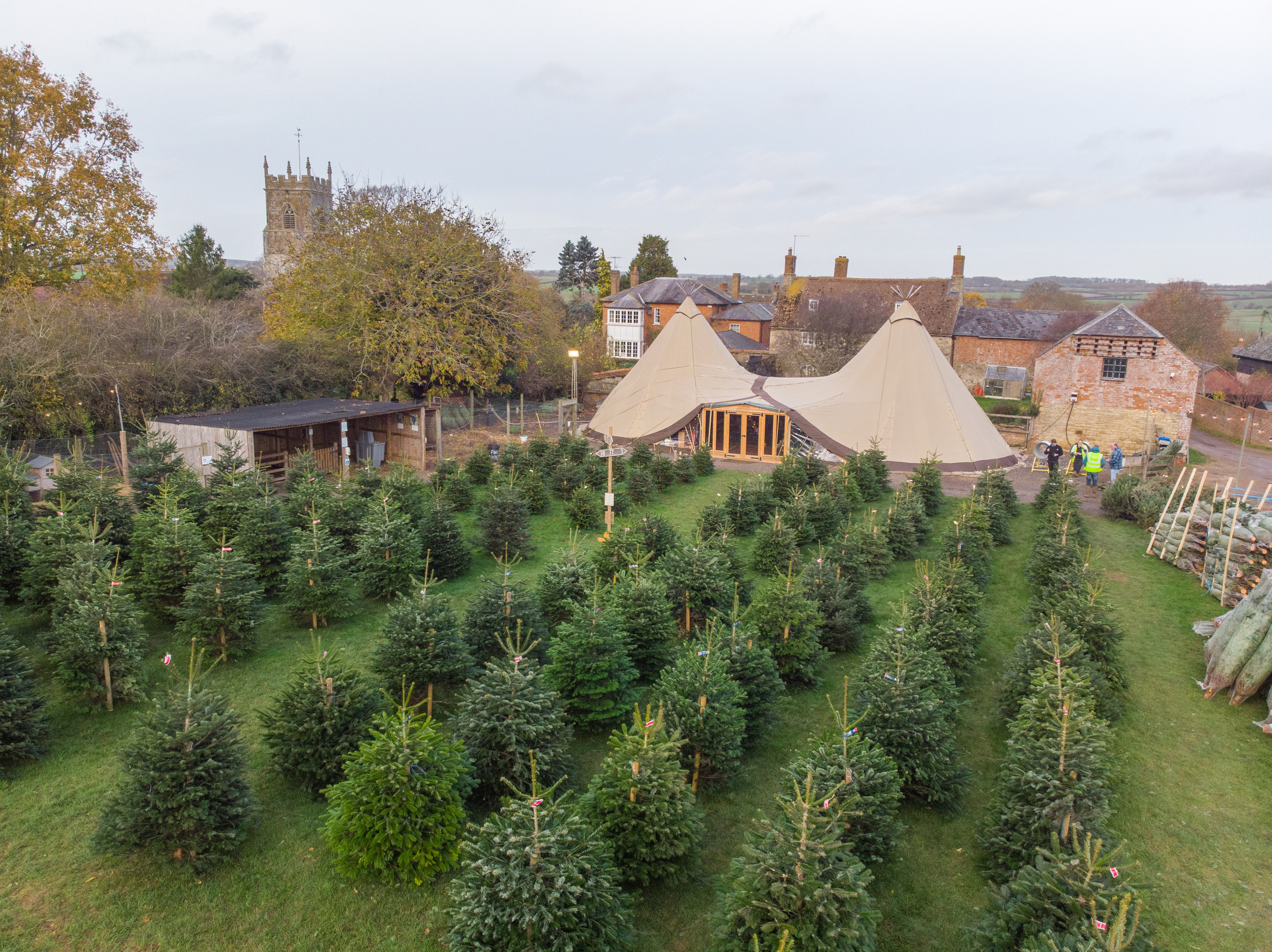 Christmas Trees | Wappenham Farm